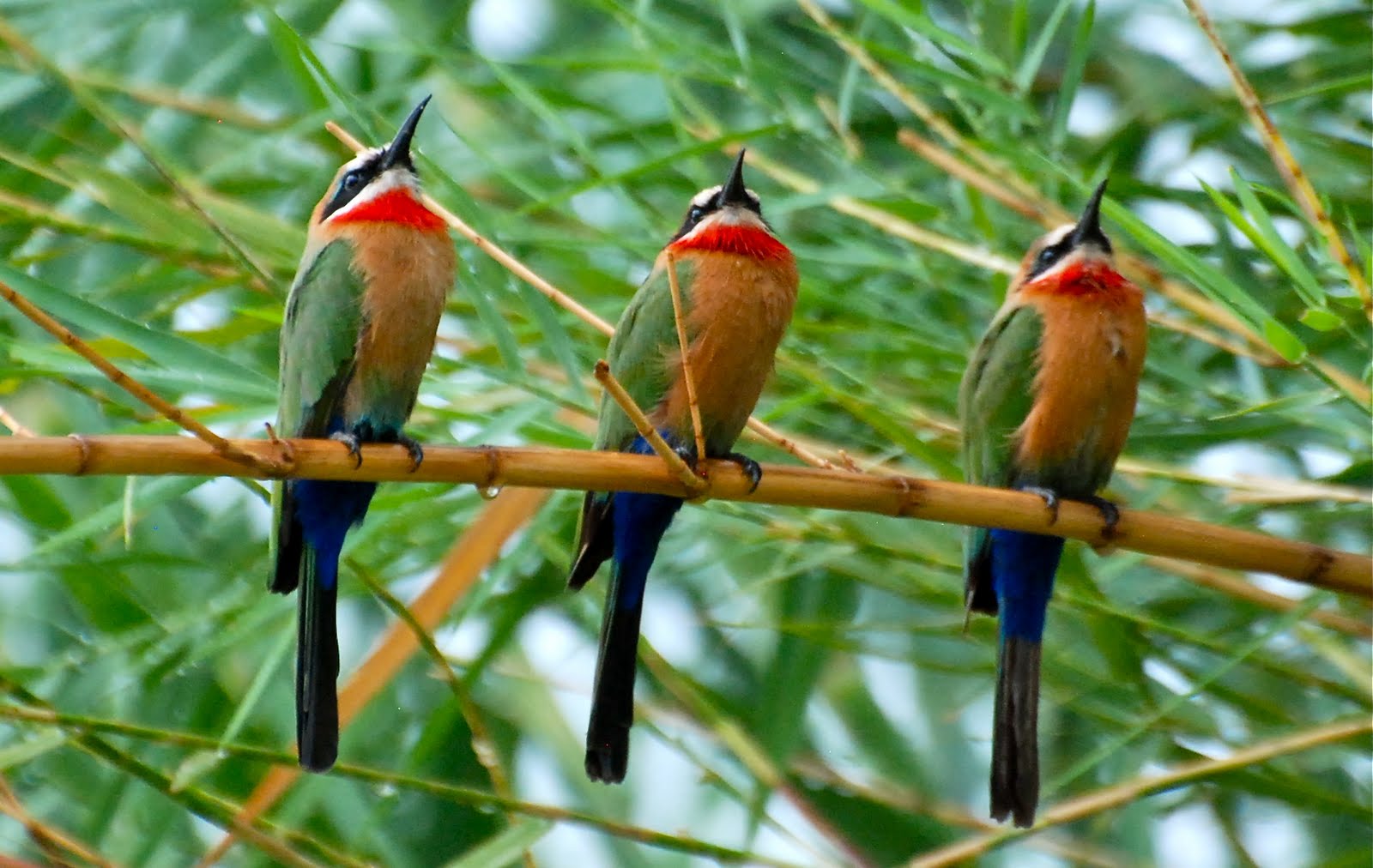 Birding Safari In Selous Game Reserve | Nyerere National Park