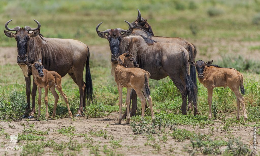 Interesting Facts About The Great Wildebeest Migration In Tanzania